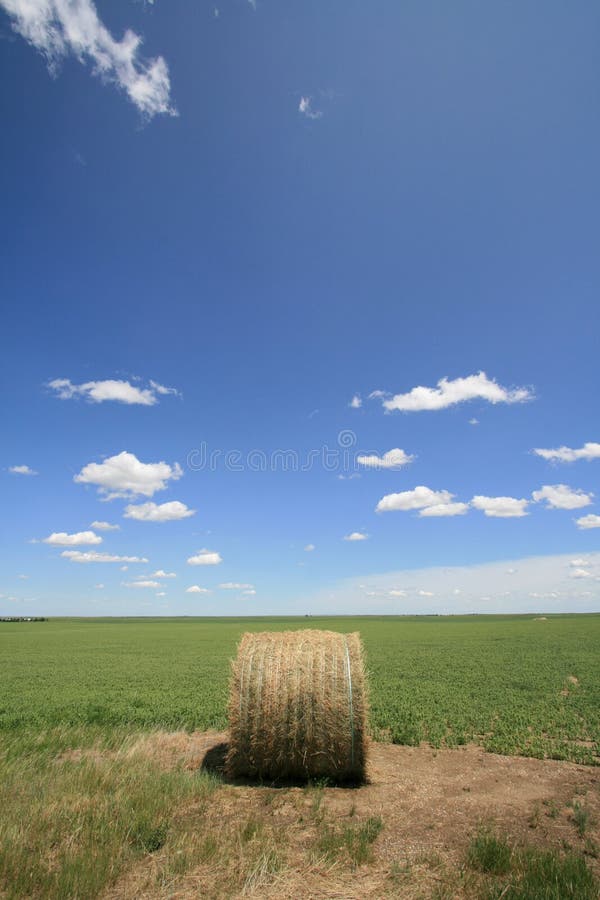 Green Beans and Hay Bale stock photo. Image of beans - 10579612