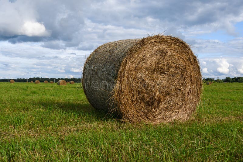 Hay Bale on a Green Field after Mowing Stock Photo - Image of field ...