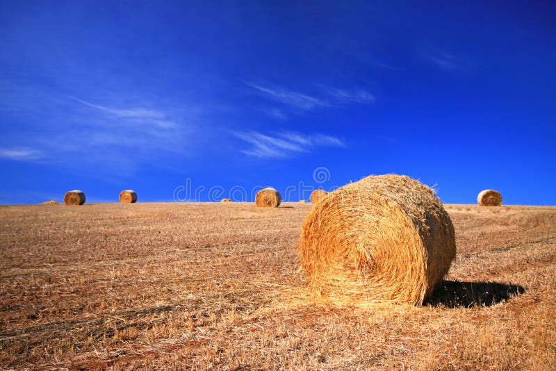 Hay bale in paddock stock photo. Image of adelaide, paddock - 14261014