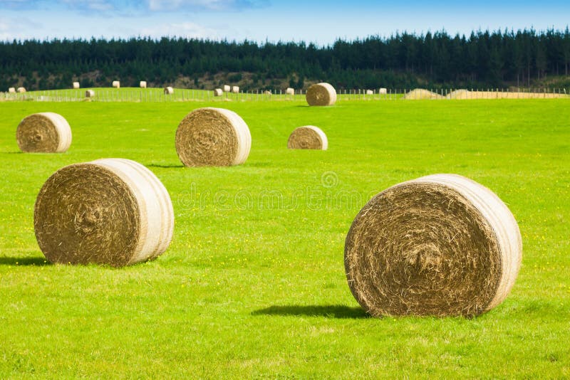 Stack of Round Hay Bales Drying Outdoors Stock Image - Image of ...