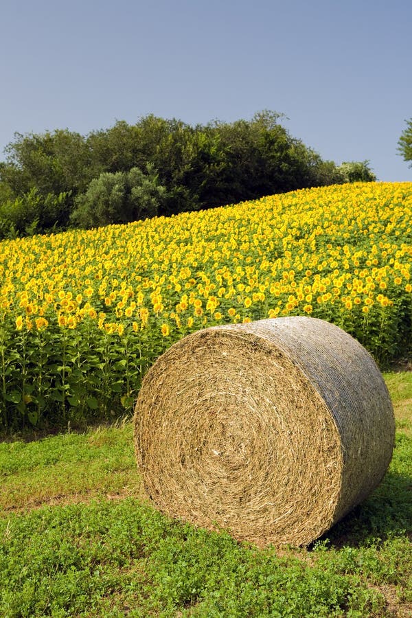 Sunflowers on a hay stock photo. Image of wildlife, flower - 45957190