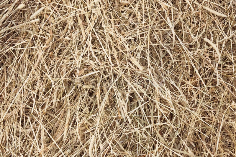 Hay Bale Texture, Dry Textured Straw Background, Golden Haystack in the ...