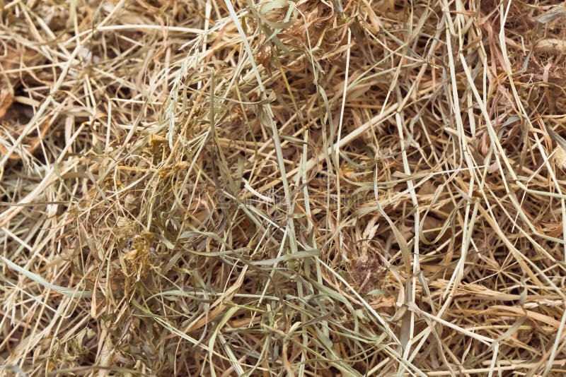 Hay Bale Texture, Dry Textured Straw Background, Golden Haystack in the ...