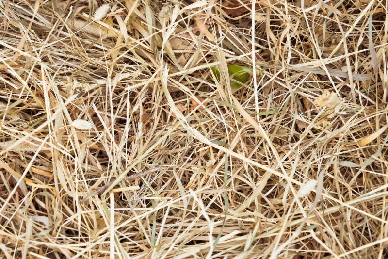 Hay Bale Texture, Dry Textured Straw Background, Golden Haystack in the ...