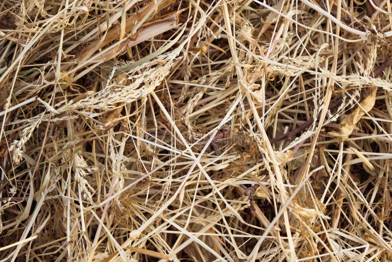 Hay Bale Texture, Dry Textured Straw Background, Golden Haystack in the ...