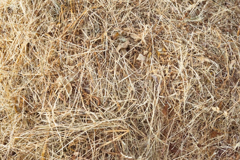 Hay Bale Texture, Dry Textured Straw Background, Golden Haystack in the ...