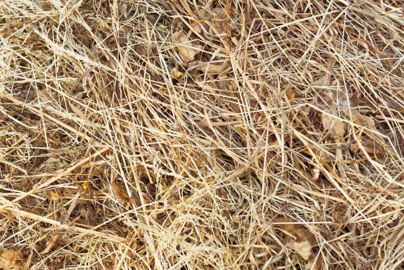 Hay Bale Texture, Dry Textured Straw Background, Golden Haystack in the ...