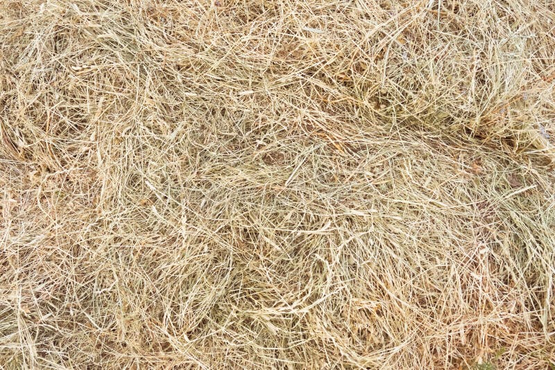 Hay Bale Texture, Dry Textured Straw Background, Golden Haystack in the ...