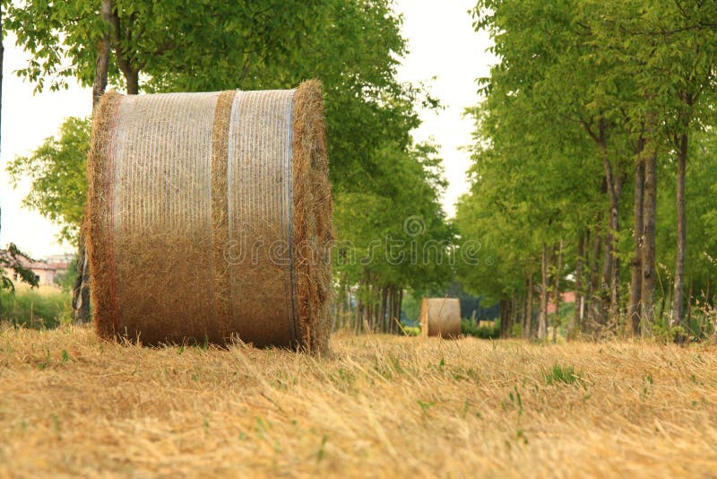 Hay bales stock photo. Image of fresh, nature, natural - 14781534