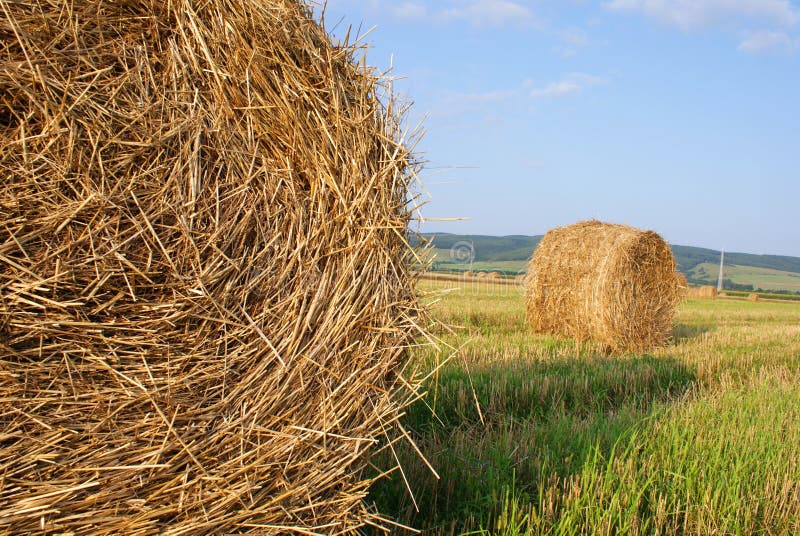 Hay bales stock photo. Image of golden, plant, cutting - 15529290
