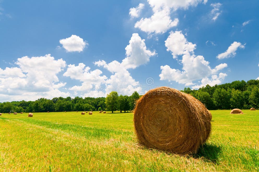 Hay Bales stock image. Image of golden, indiana, field - 16651571