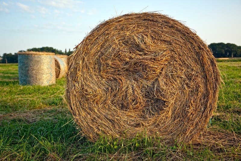 Hay bales stock photo. Image of farmland, outdoor, harvest - 17681986