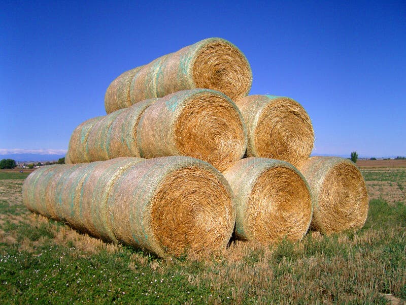 Hay Bales 2 stock image. Image of field, fiber, grain - 1277943