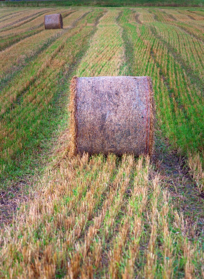 Hay bales stock photo. Image of harvest, nature, round - 21124706