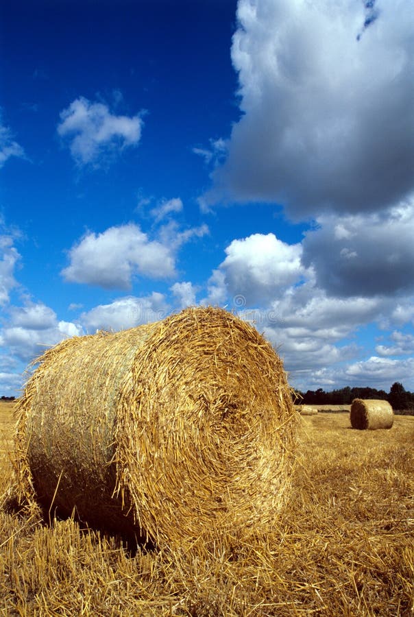 Hay Bales. stock image. Image of feed, field, blue, straw - 238427
