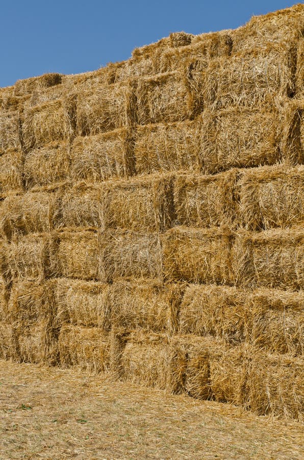 Hay bales stock photo. Image of heap, season, farmland - 26390416