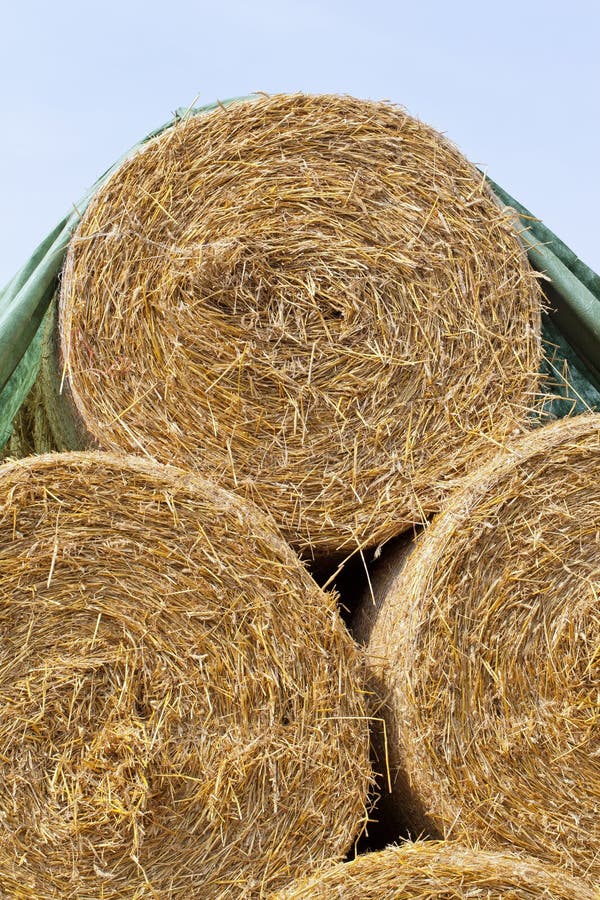 Hay bales stock image. Image of round, scenic, grand - 26453243