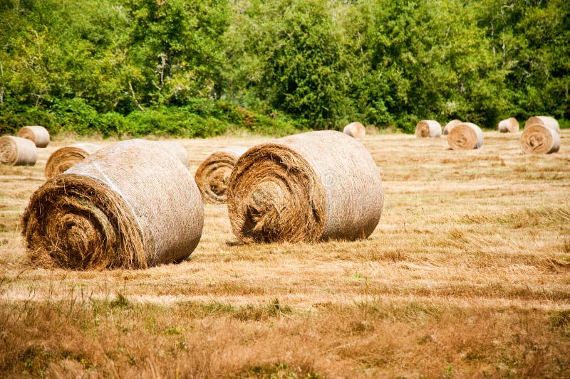 Hay bales stock photo. Image of grass, pastoral, grain - 26475104