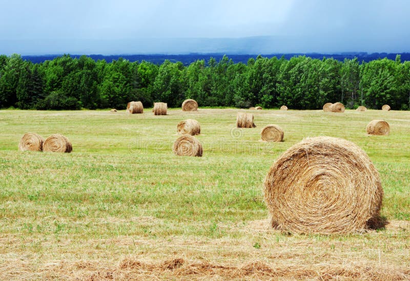 Hay bales stock photo. Image of haybales, paddock, remote - 2933902