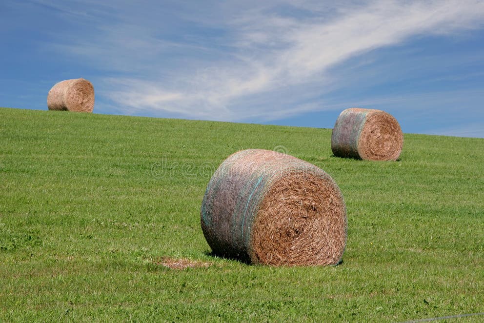 Hay Bales stock photo. Image of chaff, field, livestock - 4453026
