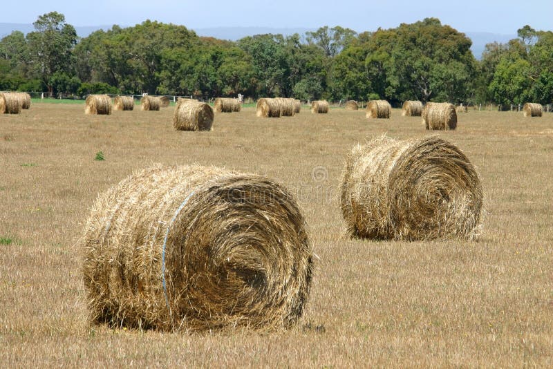 Hay bales stock image. Image of farm, forest, gold, outside - 4846007