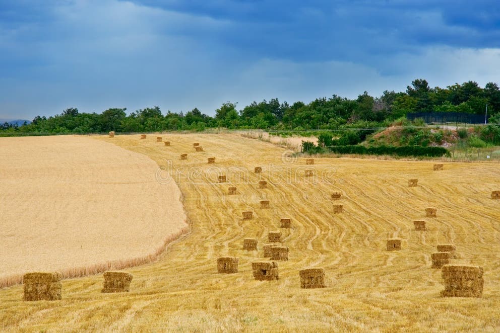 Hay bales stock image. Image of chaff, food, bale, nutrition - 489557