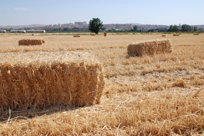 Hay bales stock photo. Image of food, nutrition, land - 5860518