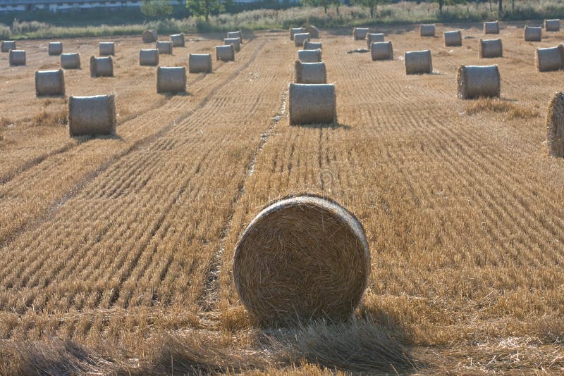 Hay bales stock photo. Image of farming, fall, harvest - 5987914