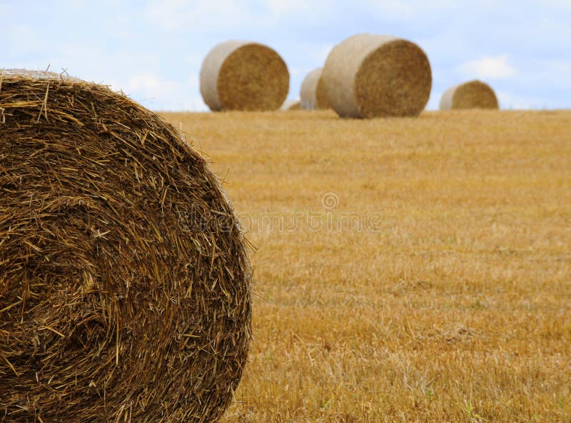 Hay Bales Picture. Image: 6192075