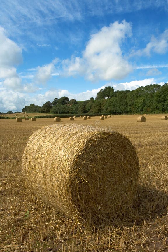 Hay bales stock photo. Image of farms, haybale, haybales - 6303726