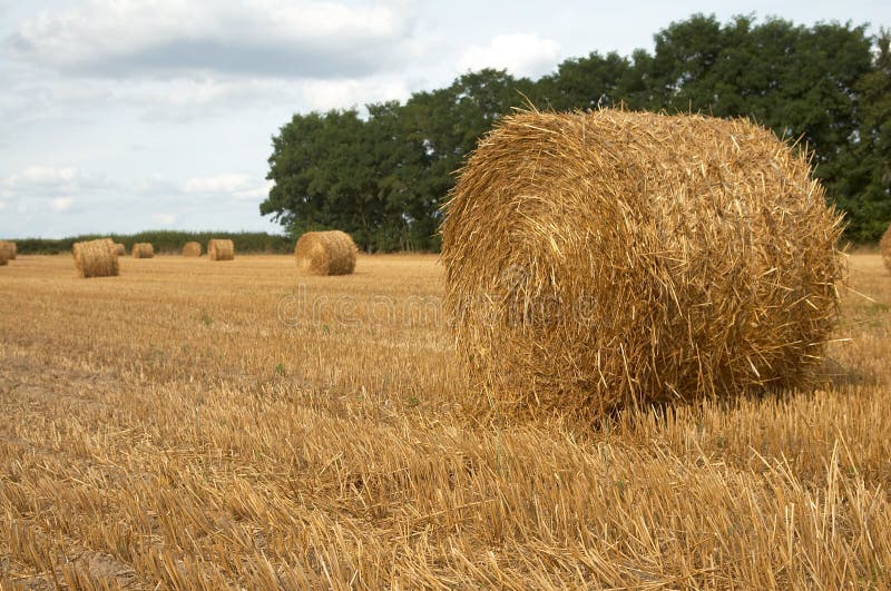 Hay Bales Picture. Image: 6637585