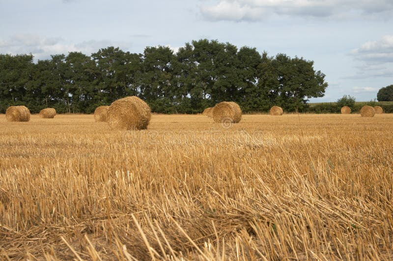 Hay bales stock image. Image of bale, gathered, wheat - 6775397