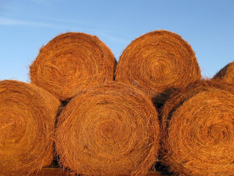 Hay Bales stock photo. Image of bailing, country, agricultural - 8118246