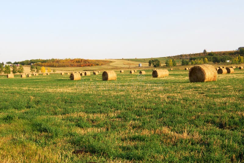 Hay bales on autumn field stock photo. Image of roll, gather - 6917836