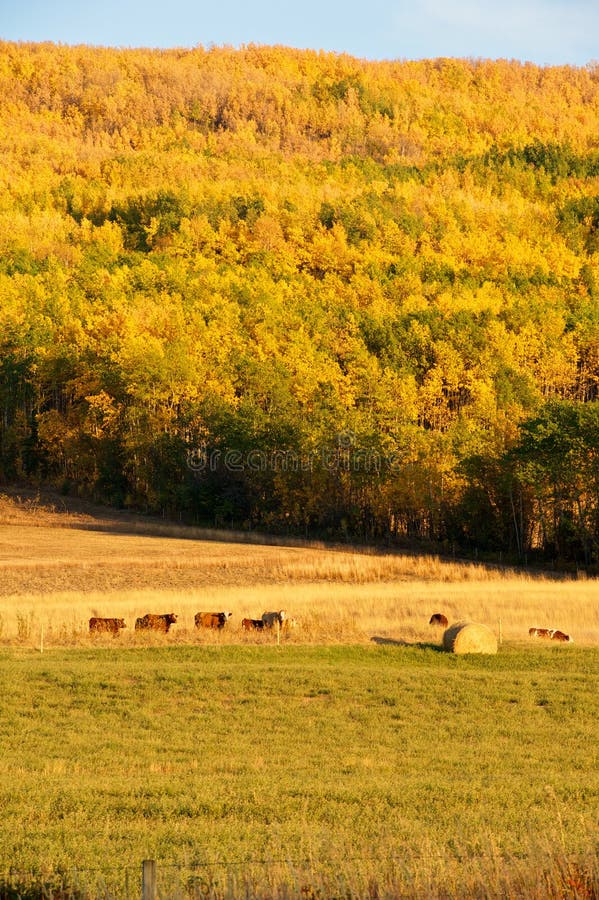 Hay Bales and Beef Cattle in Fall Stock Image - Image of canada, tree ...