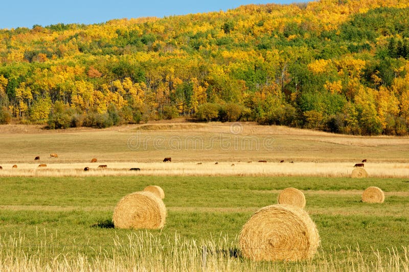 Hay Bales and Beef Cattle in Fall Stock Image - Image of farm, tree ...