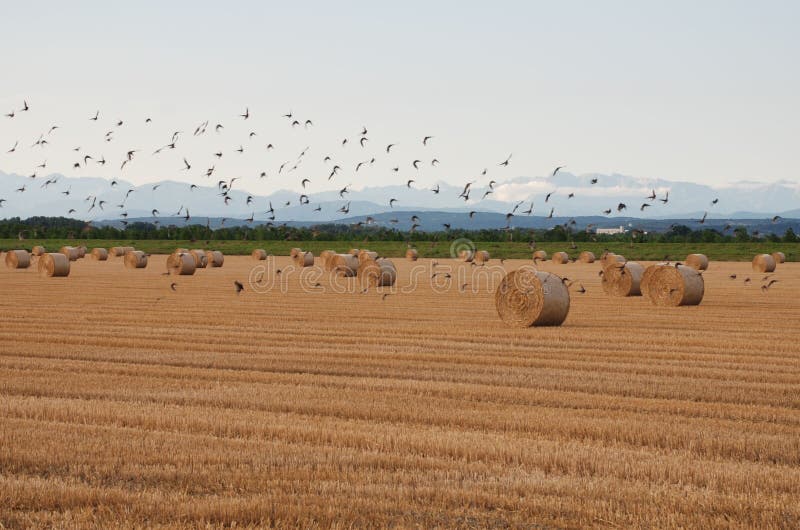 Hay Bales with Birds in Flight 2 Stock Photo - Image of round, stack ...
