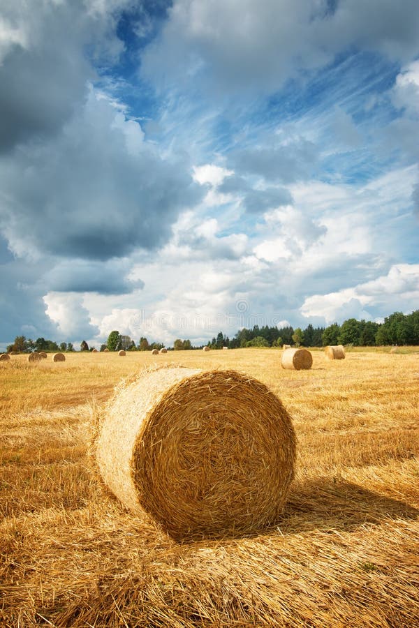 Hay Bales with Blue Sky and Fluffy Clouds Stock Image - Image of blue ...