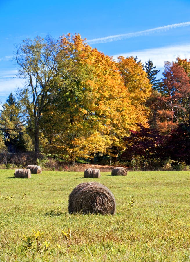 Hay Bales stock photo. Image of growth, grass, field - 36006296