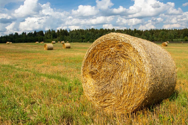 Hay Bales in a Farm Field after Harvest. Stock Photo - Image of plant ...