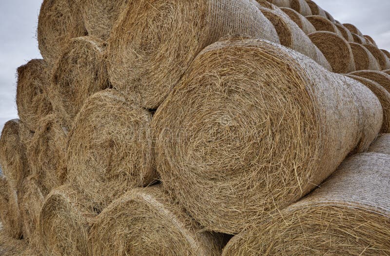 Hay bales in the farm stock photo. Image of grain, bale - 157149506