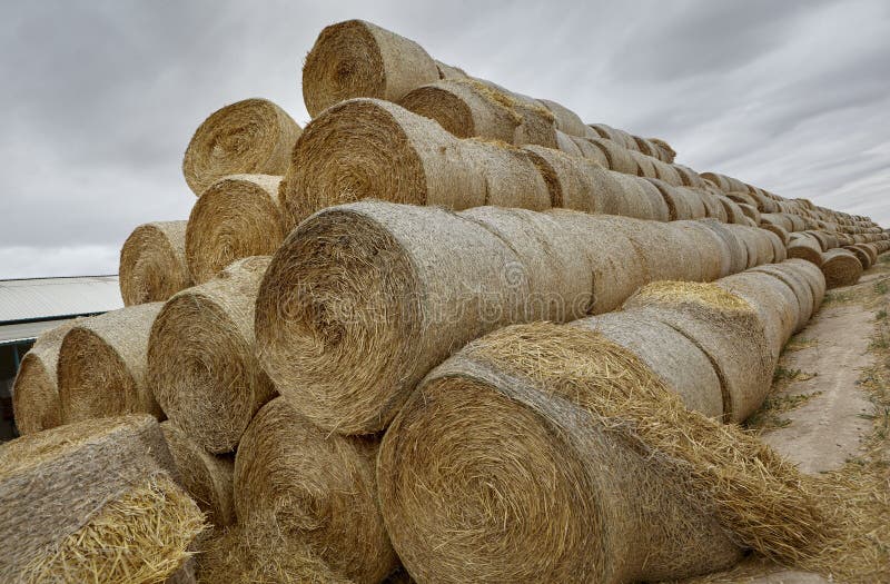 Hay bales in the farm stock photo. Image of grain, landscape - 157148174