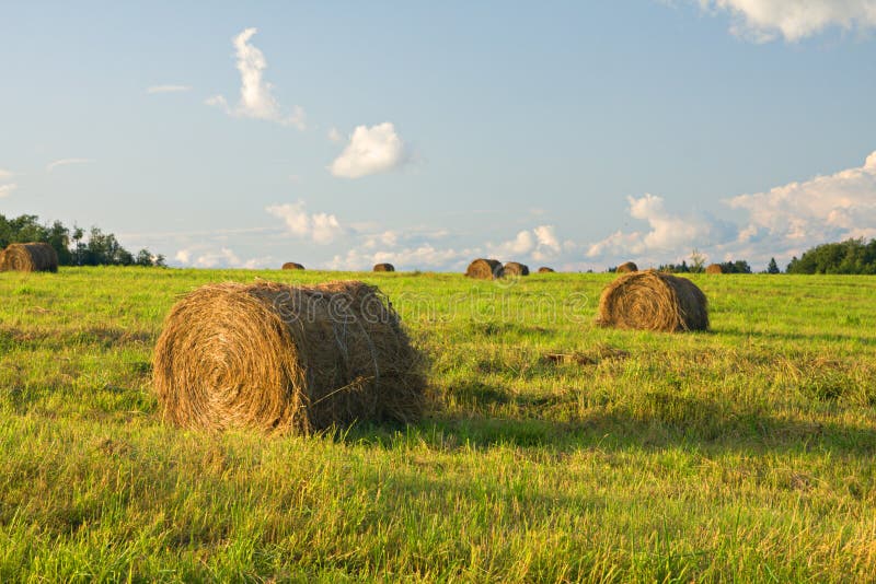 Hay bales in a field stock image. Image of autumn, natural - 12573595