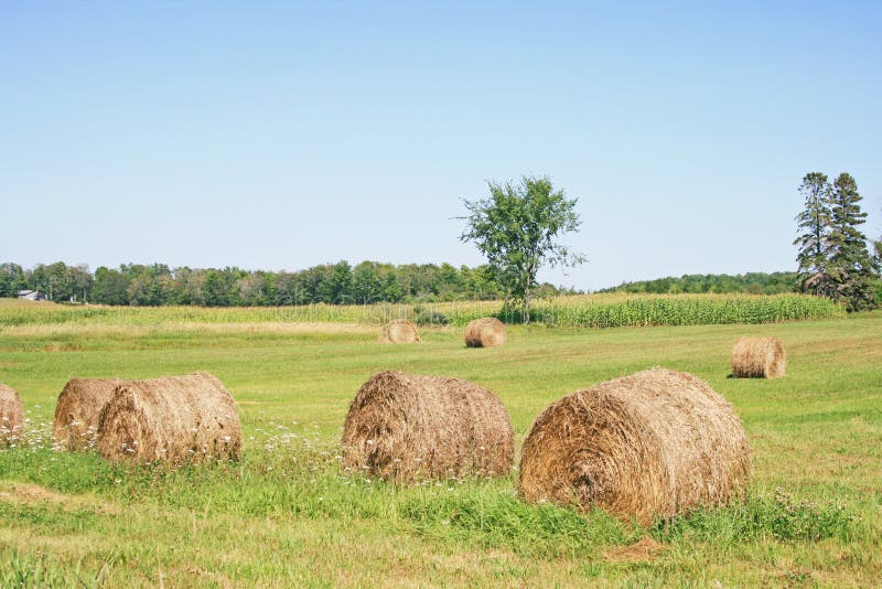 Hay Bales in Field stock image. Image of bales, animal - 13477385