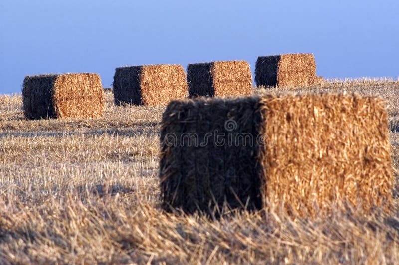 Hay Bales in a Field stock image. Image of close, crops - 24921387