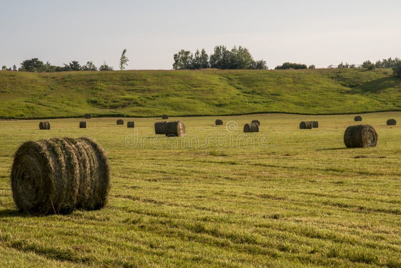 Hay bales on field stock photo. Image of crop, lawn - 266713892