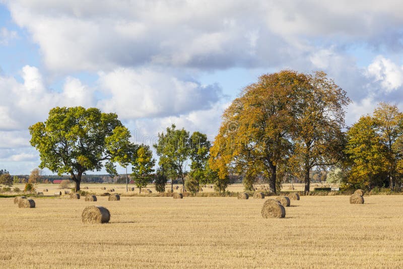 Hay bales stock photo. Image of agriculture, colors, colourful - 43763256