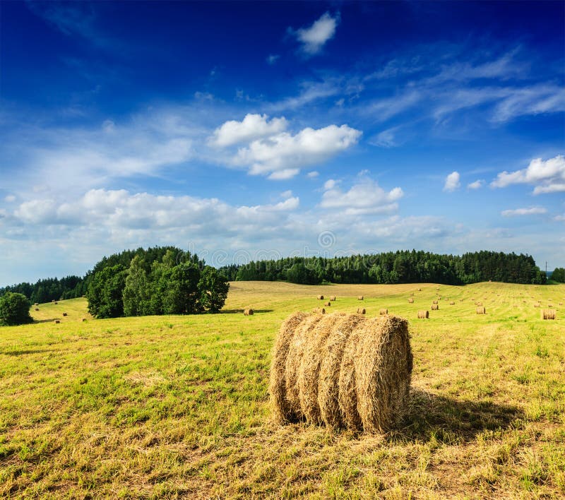Hay bales in a field stock photo. Image of crop, gathered - 9685756