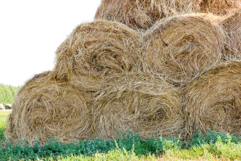 Bales of meadow hay stock image. Image of bunch, storage - 125613333