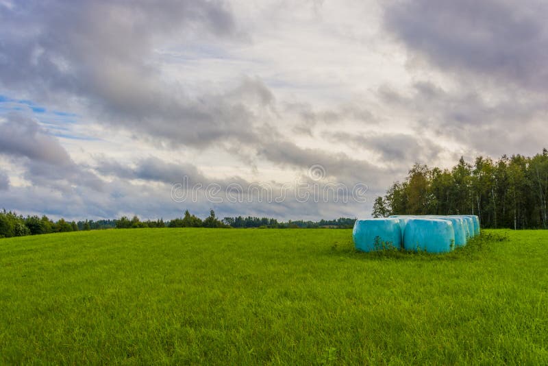 Hay bales on a field stock photo. Image of rural, feed - 78877444
